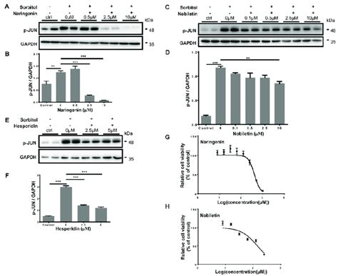 Inhibition Of Stress Induced Pro Apoptotic Jnk Jun Pathway By Citrus