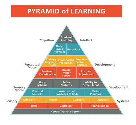 The Pyramid Of Learning — Thrive Pediatric Therapy