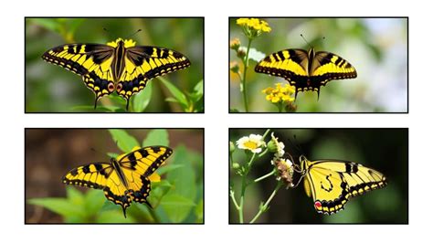 Yellow And Black Butterfly Types Identification With Image