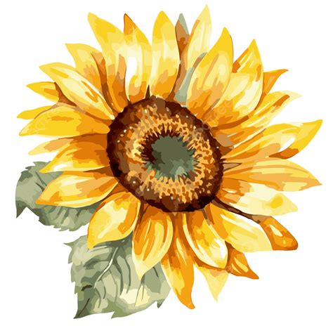 Sunflower Clipart White Background
