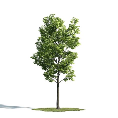 Low Poly Trees Archmodels Vol 171 Evermotion