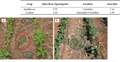 Figure 2 From Early Detection Of Broad Leaved And Grass Weeds In Wide Row Crops Using Artificial