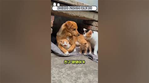 공동육아 신청한 고양이와 협의 안된듯한 댕댕이 Youtube