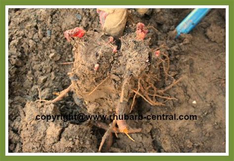 How To Divide Rhubarb Crowns Roots Rhizomes With Pictures