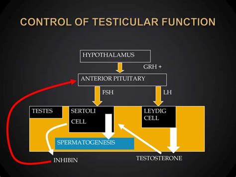 Presentation On Physiology Of Sexual Functions PPTX Sexual Conditions Sexual Health