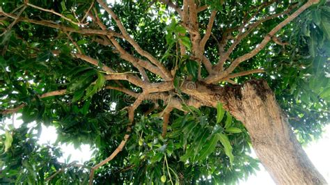 Low Angle View Of The Tree Trunk And Branch Structure With Leaves Visible Against A Clear Sky