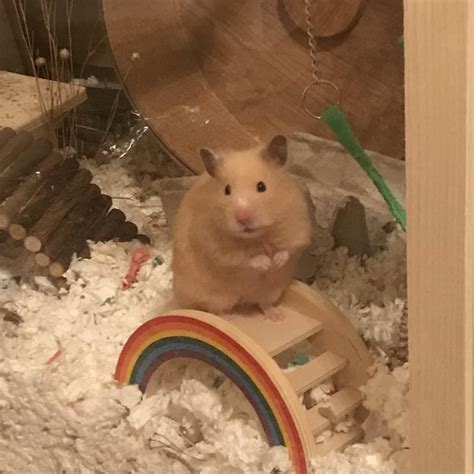 Some Glamour Shots Of Miss Aiko On Her Bridge Rhamsters