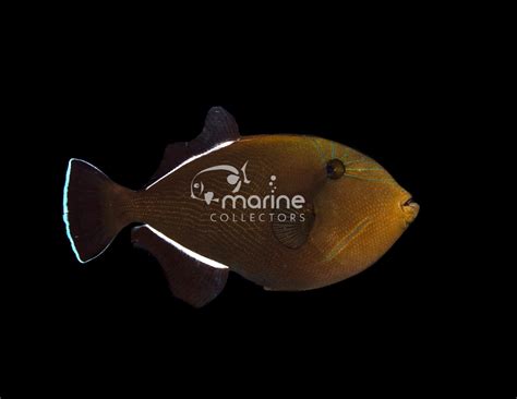 Filefish And Triggerfish Marine Collectors