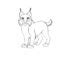 How To Draw A Lynx Easy And Simple