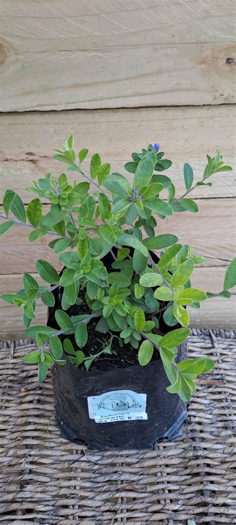 Evolvulus Glomeratus The Plant Lady