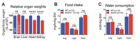 Figures And Data In Arid1b Haploinsufficient Mice Reveal