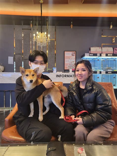 시바이누 땅콩 미니푸들무료분양 미니먼치킨무료분양 미니랙돌무료분양 미니브리티쉬숏헤어무료분양 미니스코티쉬폴드무료분양 미니러시안블루무료분양 미니강아지무료분양 미니고양이무료분양