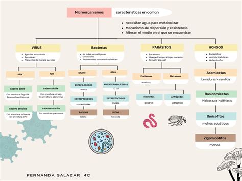 Mapa Conceptual Microorganismos Descargar Gratis Pdf Microorganismo