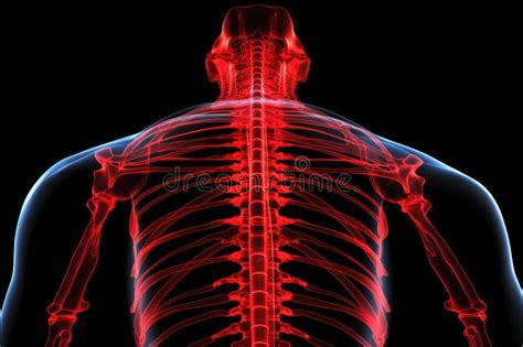 A Detailed Image Showcasing The Red Colored Back Of A Skeleton