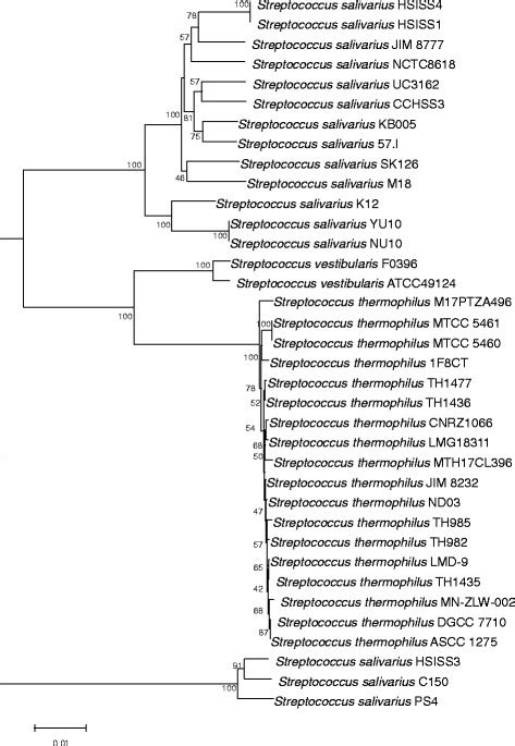 Phylogenetic Tree Of 18 Streptococcus Thermophilus 2 S Vestibularis Download Scientific
