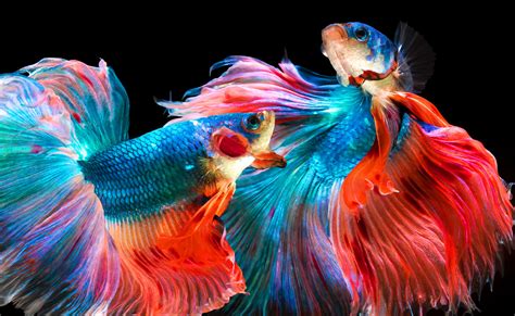 Asus Vivobook Go Oled Inch Fhd Oled Amd Ryzen U Amd Radeon Grphs Gb Gb