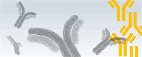 Genetex Antibodies And Proteins Supplied By Bio Connect