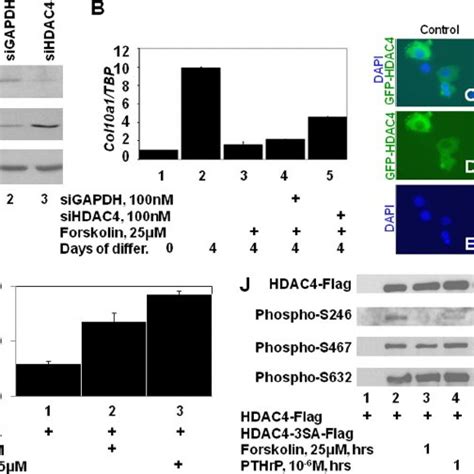 pthrp and forskolin induce the nuclear localization of hdac4 and