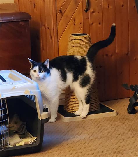 The Catnip Inn Cat Boarding Cassie Facebook