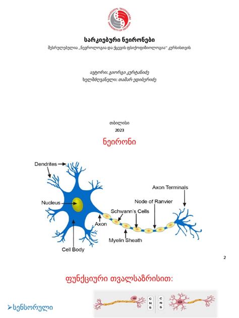 სარკისებური ნეირონები Pdf