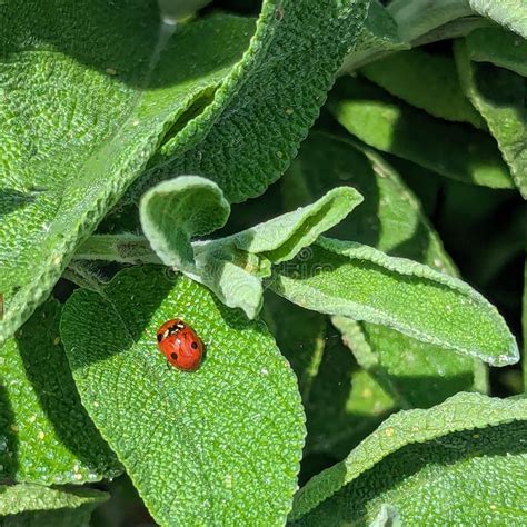 Twe Ladybugs Stock Photos Free Royalty Free Stock Photos From