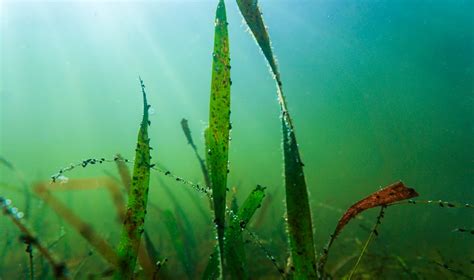 Simulation Of Thermal Conductivuty Of Polymer Composites Based On Polymethyl Methacrylate With