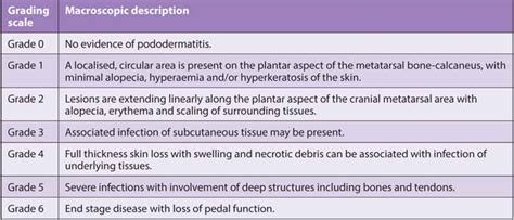 Sore Hocks Wabbitwiki