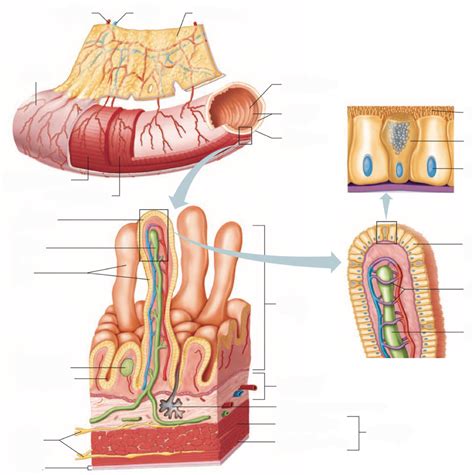 Intestinum Tenue Histologi Diagram Quizlet