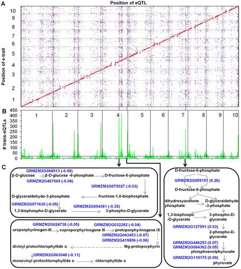 Eqtl Mapping Trans Eqtl Hotspots And Pathways Regulated By Three