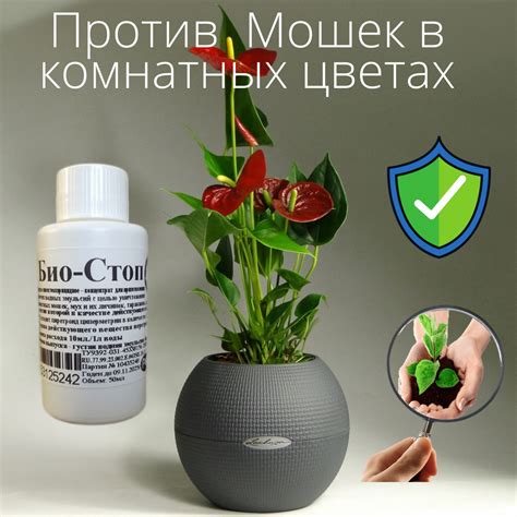 Комнатные растения Дом цветов — купить по низкой цене на Яндекс Маркете