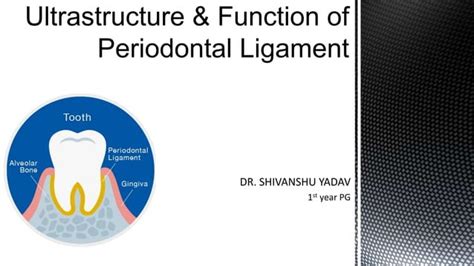 Ultra Structure And Function Of Pdl Pptx Dental Health Diseases And Conditions