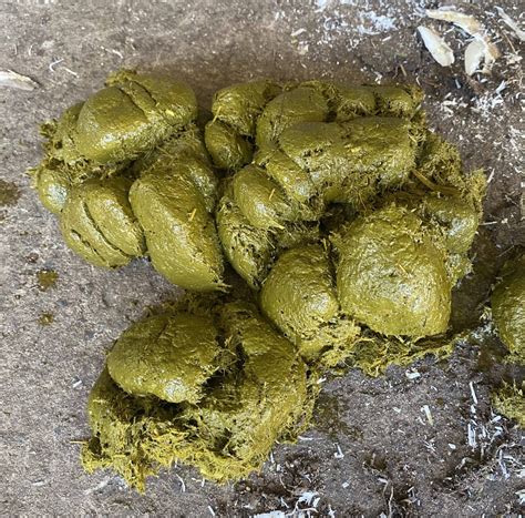 Photo Of Normal Poo Ranvet