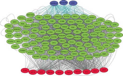 Gene Regulatory Network Common Upregulated Genes In Primary Tumor And Download Scientific