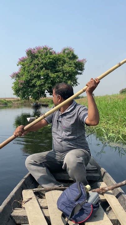 জারুল গাছ Shortvideo Gardenflowers Plants Gardening Flowerlover Youtube