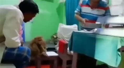 Rajesh Kumar Ojha On Twitter सासाराम में जब एक बंदर अपने बच्चे के साथ खुद का इलाज़ करवाने