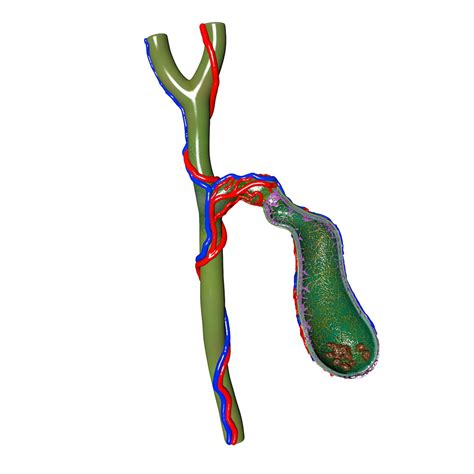 Human Gall Bladder Obj