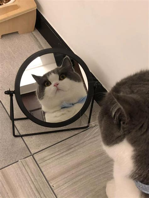 A Cat Who Likes To Look In The Mirror Raww