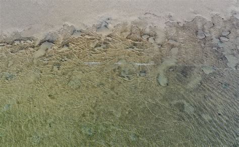 Seagrass Ecology Lab Seagrassecology Twitter