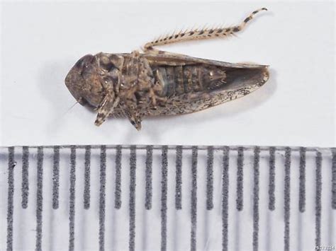 Paraphlepsius Bugguide Net