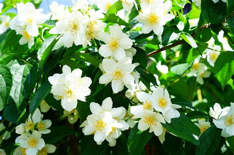 400000 Free Jasmine Flowers And Jasmine Images Pixabay