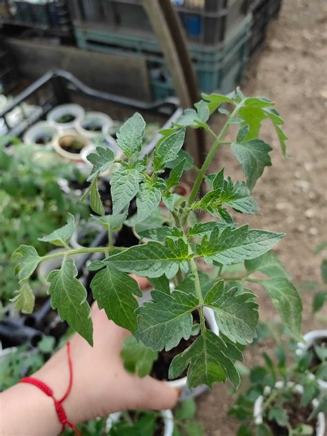 Разсади домати краставици пипер гр Русе Център • Olx Bg