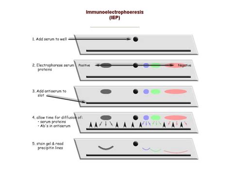 Immunodiffusion Principles And Application Ppt