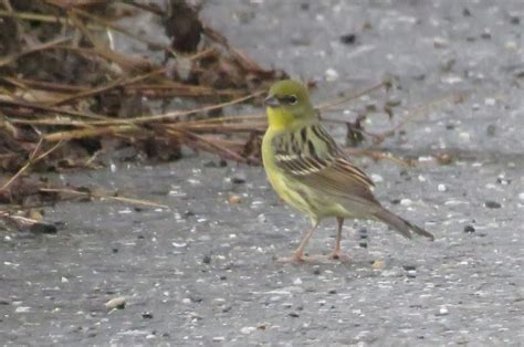 Ebird Taiwan Checklist 29 Feb 2016 花蓮 玉里三民hualien Yuli Sanming