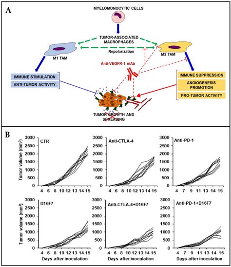 Vascular Endothelial Growth Factor Receptor 1 Vegfr 1 Mediated