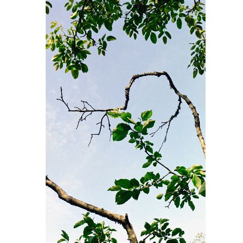 Tree Limbs No 01 Taya Louisa