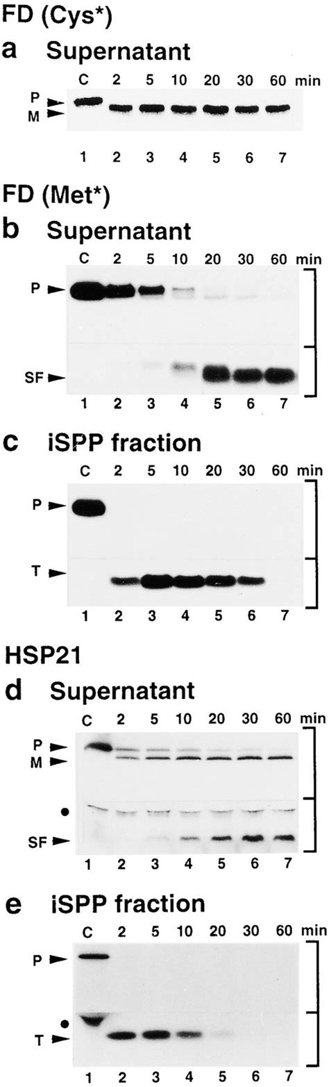 SPP Has A Different Affinity For The Products Generated During Download Scientific Diagram