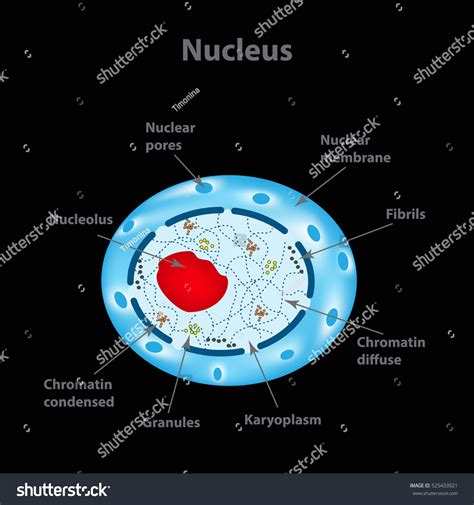 Structure Human Cell Nucleus Infographics Vector Stock Vector Royalty Free 525433921