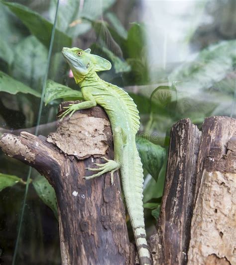 Common Basilisk Basiliscus Basiliscus Is A Species Of Lizard In The