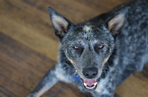 Do Australian Stumpy Tail Cattle Dog Like To Cuddle
