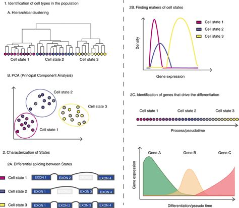 Singlecell Technologies To Study The Immune System Proserpio Immunology Wiley
